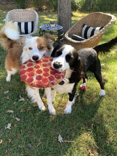 FAB DOG Box of Pizzas Squeaky Stuffing-Free Plush Dog Toy - Chewy.com