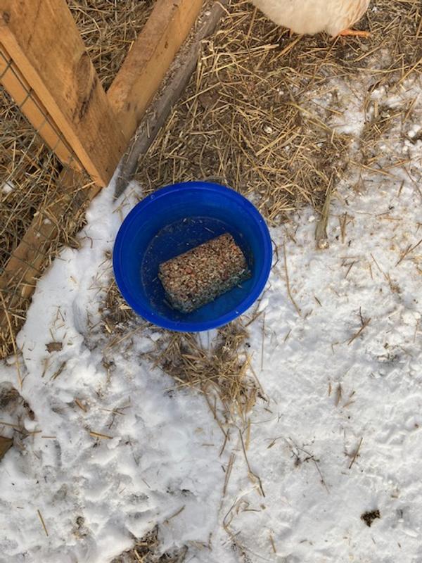 PINE TREE FARMS Hen Pecked Mealworm Banquet Classic Hanging Seed Log ...