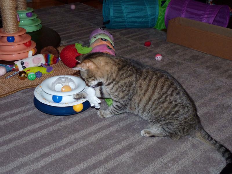 FRISCO Astronaut in Space Wobble & Spin Cat Tracks Cat Toy with Catnip ...