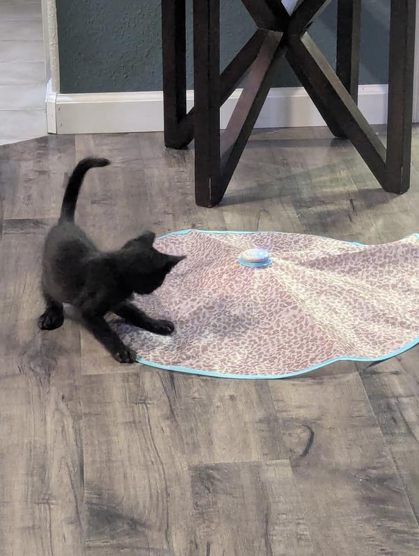 SMARTYKAT Instincts Hidden Hijinks Electronic Motion Concealed Teaser ...