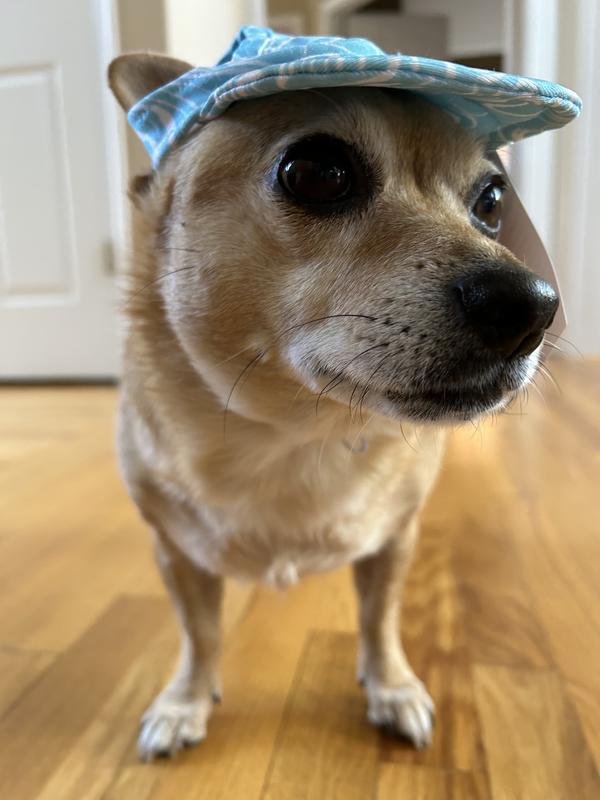 FRISCO Blue Ocean Waves 30 + UPF Dog & Cat Beach Cap, X-Small/Small ...