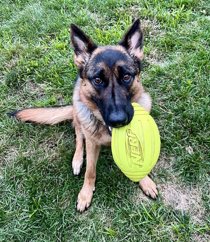 NERF DOG Ridged Squeak Football Dog Toy, Large, Blue - Chewy.com