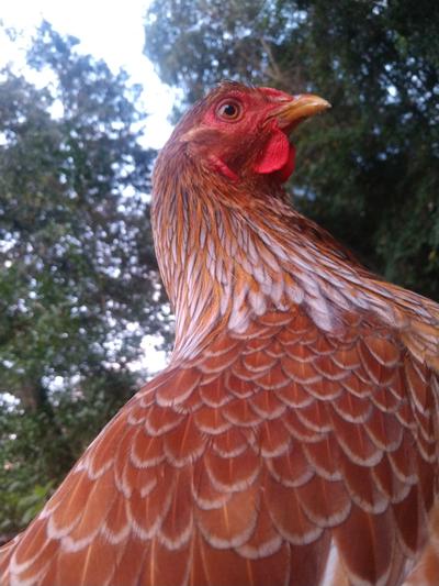 HUDSON FEEDS 23% Protein Multi Flock Grower Poultry Feed, 50-lb bag ...