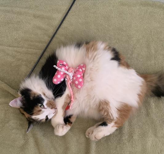 DISNEY Minnie Mouse Bows Teaser Cat Toy with Catnip - Chewy.com