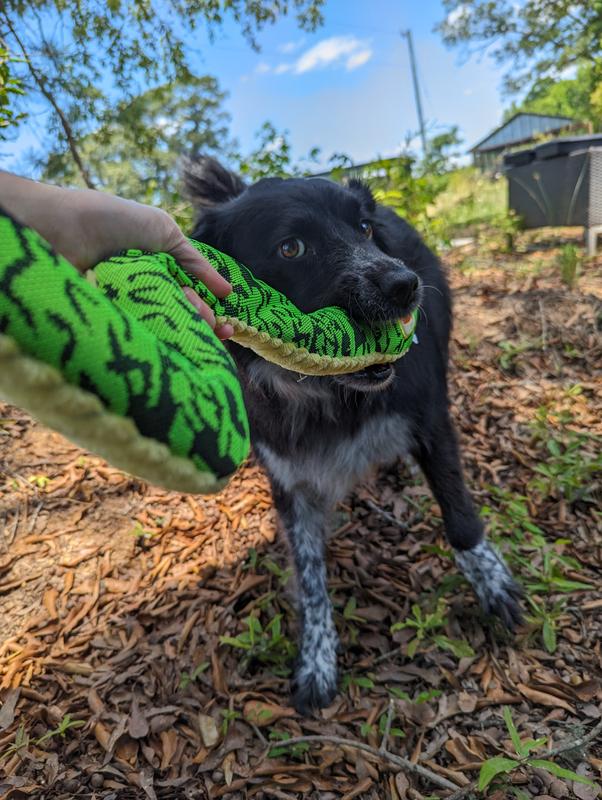 BARK Steve Squeaky Plush Snake Dog Toy, Green - Chewy.com
