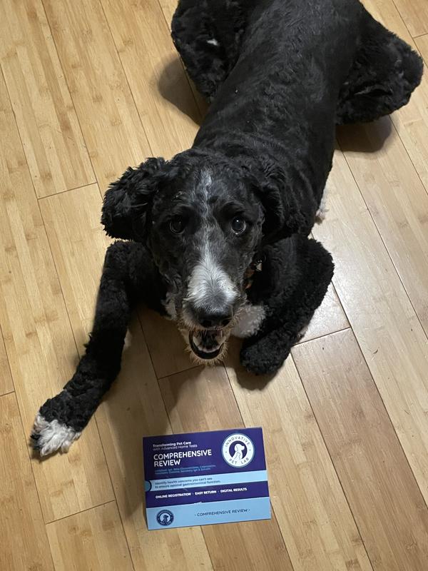 INNOVATIVE PET LAB Comprehensive Review Dog Gut Check Kit - Chewy.com