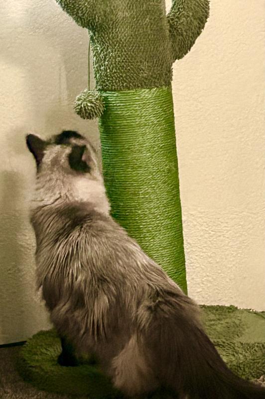 FRISCO Cactus Cat Scratching Post, 22-in - Chewy.com