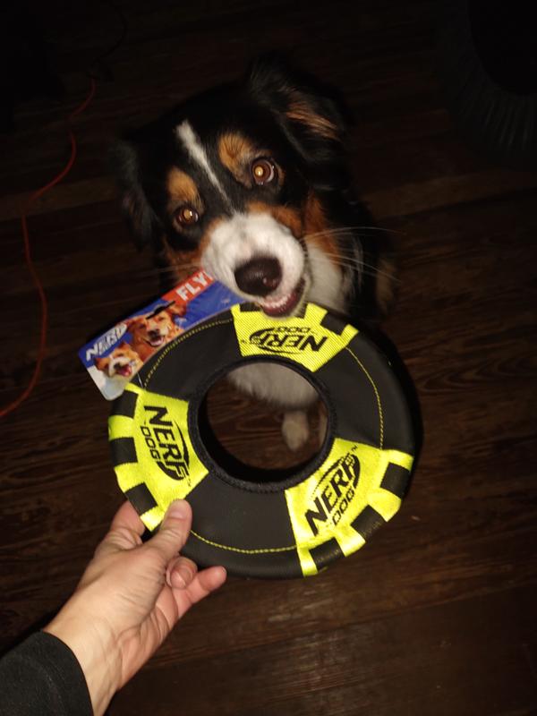 NERF DOG Flyer Trackshot Toss Tug Ring Dog Toy, 9-in - Chewy.com