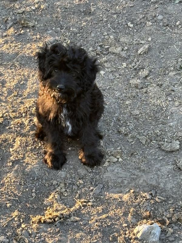 FRISCO Bacon Flavored Interlocking Bone Nylon & TPR Dental Teether Chew ...