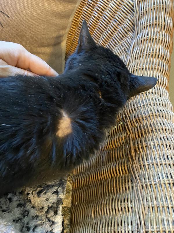 DERMOSCENT Essential 6 Spot-On Cat Skin Care Treatment, 4 count - Chewy.com