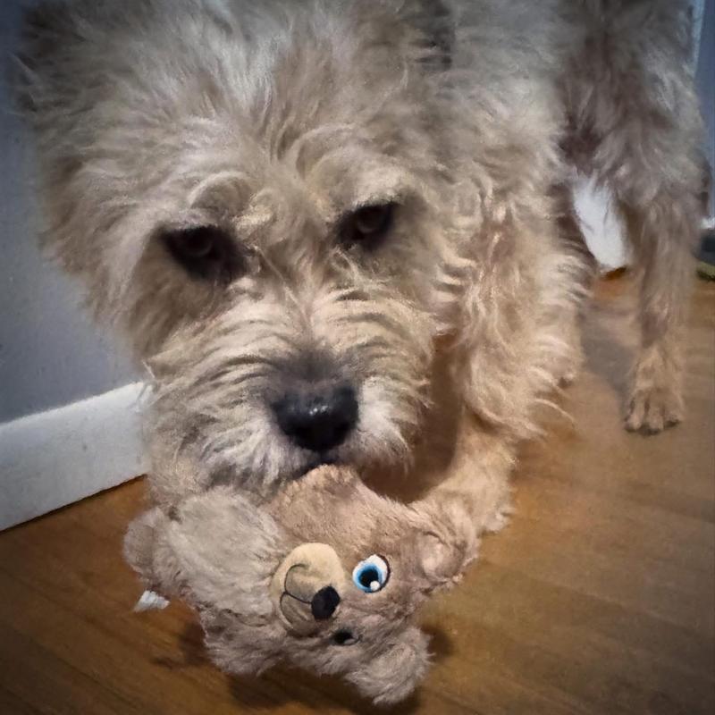 KONG Snuzzles Kiddos Teddy Bear Tough Squeaky Dog Plush Toy, Beige ...