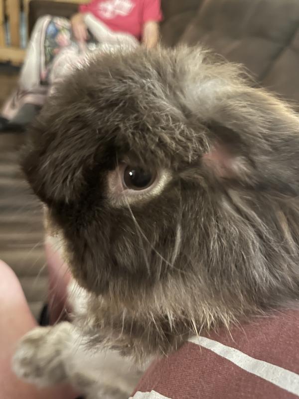 KENT / BLUE SEAL Home Fresh Pro Hutch 16 Pellet Rabbit Food, 25-lb bag ...