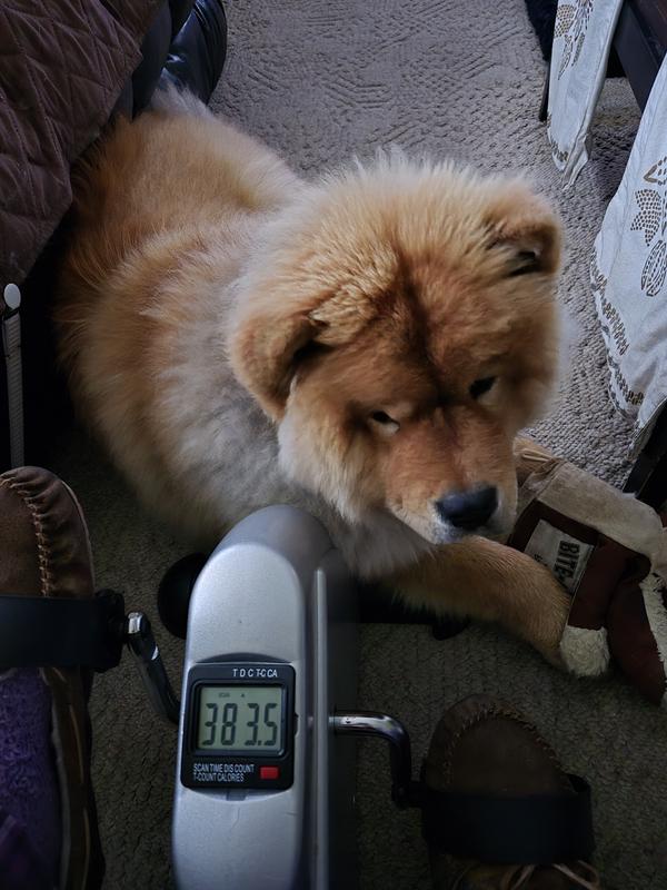 DINGO Mini Meat in the Middle Dog Rawhide Chews, 35 count - Chewy.com