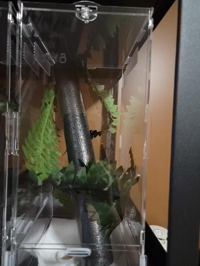 ZILLA Micro Habitat Terrariums with Locking Latch Arboreal, Small ...
