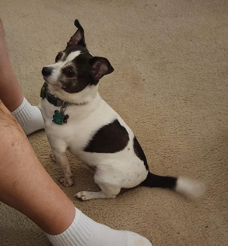 THREE DOG BAKERY Soft Baked Assort-Mutt Trio with Oats & Apple Flavor ...