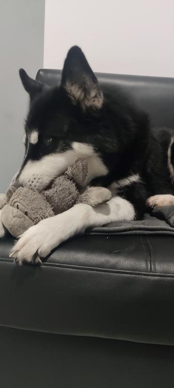 FRISCO Monkey Plush Squeaky Dog Toy, Medium/Large - Chewy.com