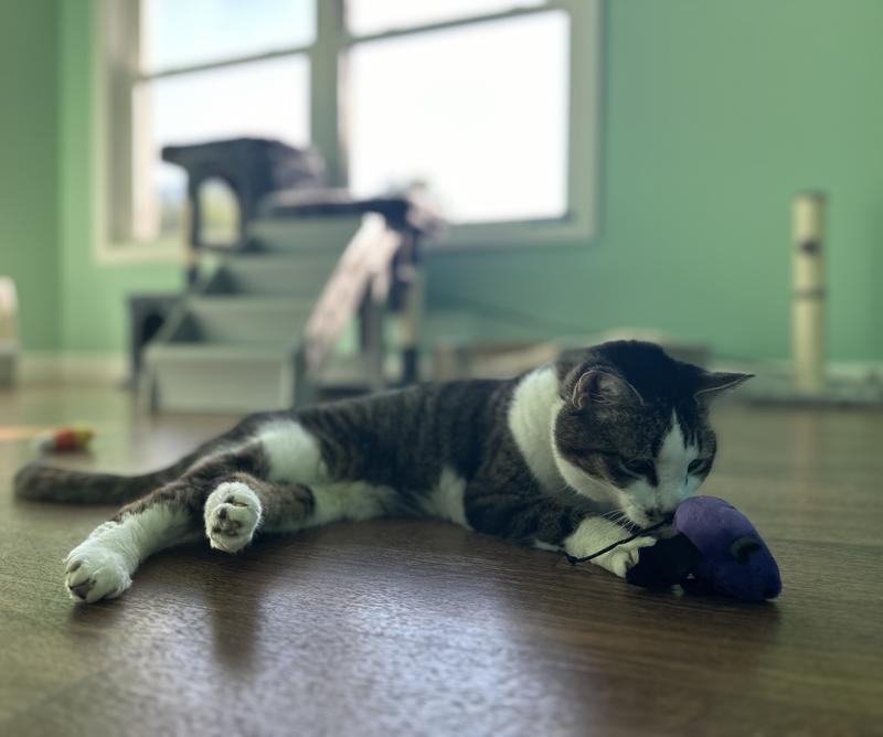 Out of Stock - FRISCO Halloween Spring, Moppy Ball & Plush Variety Pack ...