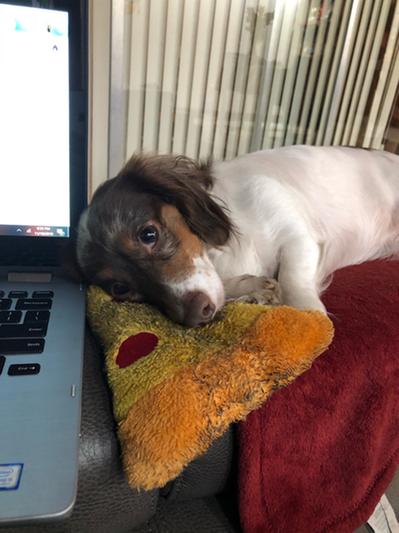 ZIPPYPAWS Emojiz Squeaky Plush Dog Toy, Pizza - Chewy.com