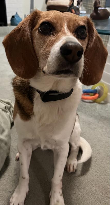 TRACTIVE Smart Dog GPS Tracker & Vital Signs Monitor Dog Collar ...