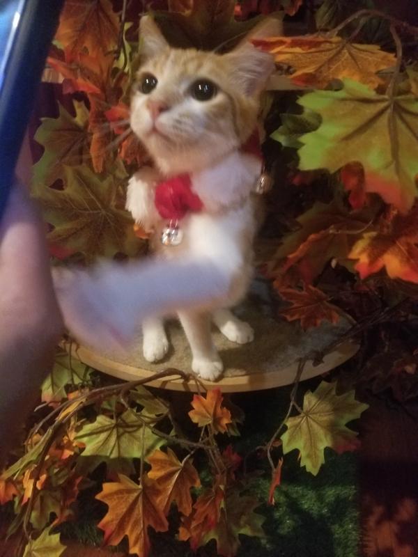 FRISCO Red Plaid Cat Ruffle Collar with Bells, One Size - Chewy.com