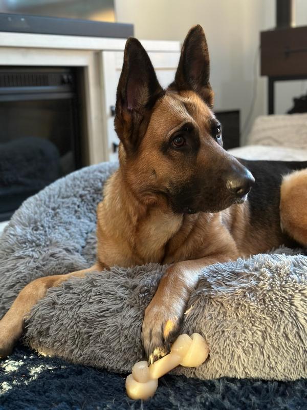 VICTOR Select Ocean Fish Formula Dry Dog Food, 15-lb bag - Chewy.com