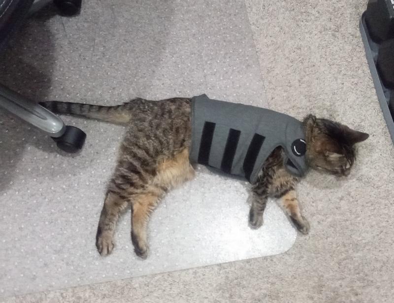 THUNDERSHIRT Anxiety Vest for Cats, Heather Grey, Small - Chewy.com