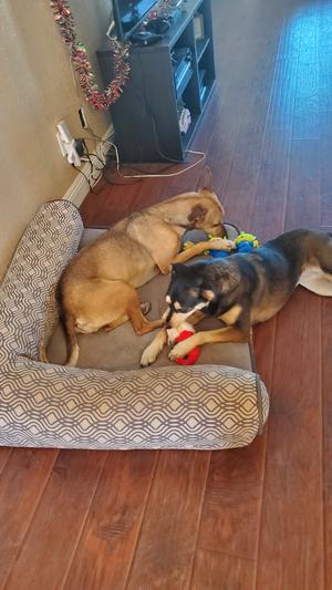 PIXAR Aliens Plush with Rope Squeaky Dog Toy - Chewy.com