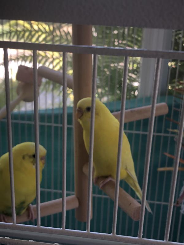 WESCO PET Mini Bird Kabob Shreddable Parrot Chew Toy - Chewy.com