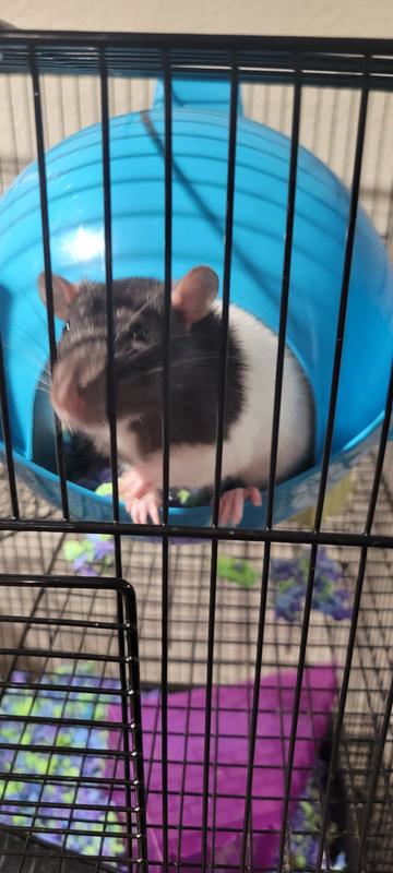 LIXIT Critter Space Pod Small Animal Hideout, Color Varies, Large ...