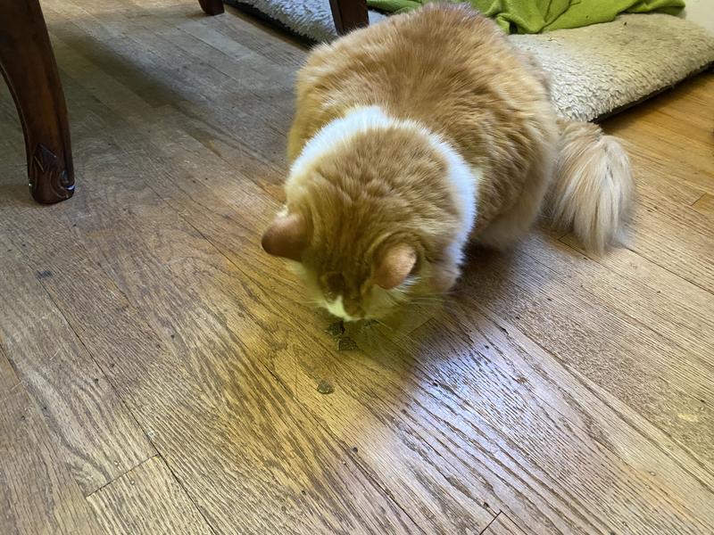 EARTH ANIMAL Wisdom Air-Dried From the Sea Recipe with Catfish, Clams ...