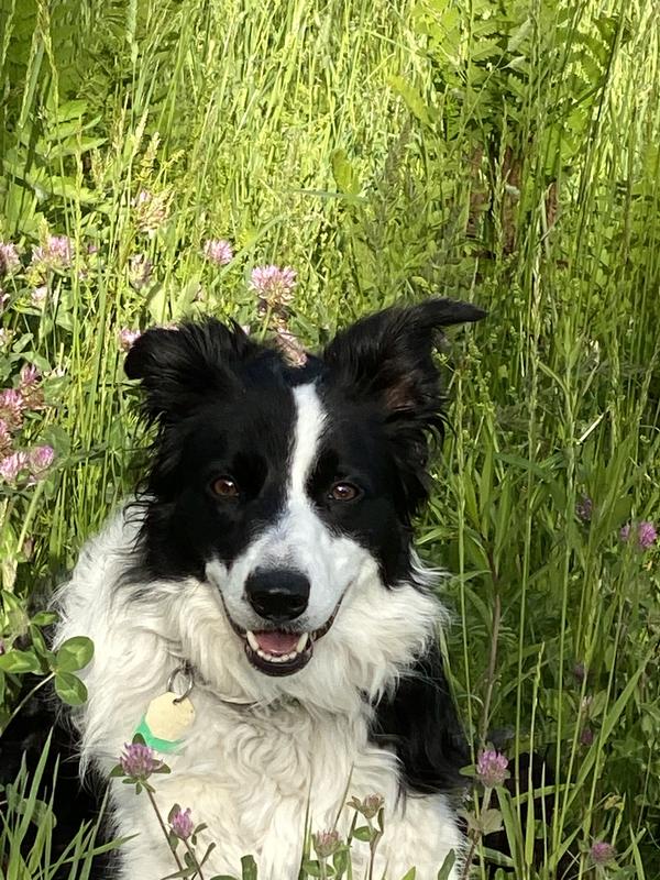 NUTRAMAX Dasuquin Hip & Joint Soft Chew Joint Supplement for Small to ...