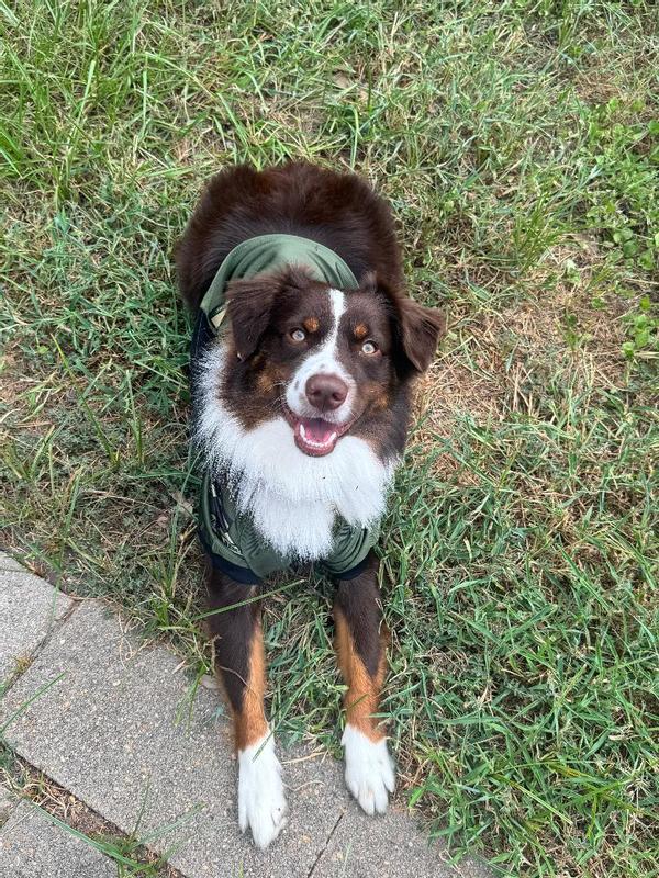 LITTLEARTH NFL Valor Stretch Jersey for Dogs & Cats, Tampa Bay ...