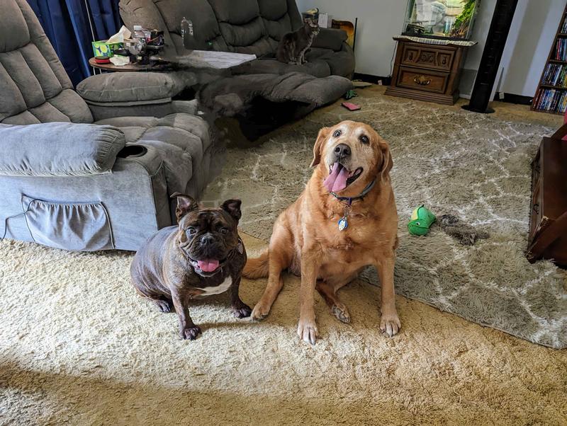 DR. POL Healthy Balance Salmon Recipe Grain-Free Dry Dog Food, 12-lb ...