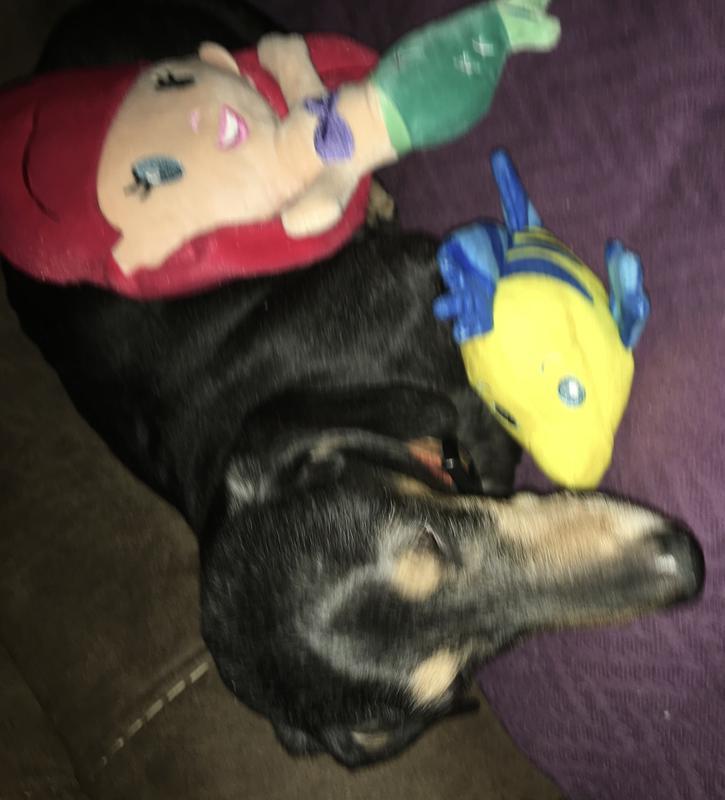 DISNEY Princess Ariel Plush Squeaky Dog Toy, 2 count - Chewy.com