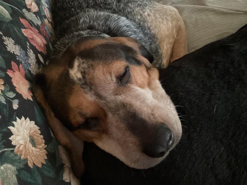 PERCORTEN-V (desoxycorticosterone pivalate) Injectable for Dogs, 25 mg ...