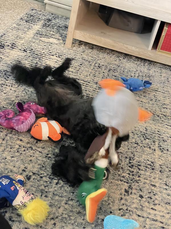 KONG Shakers Honkers Duck Dog Toy, Large - Chewy.com