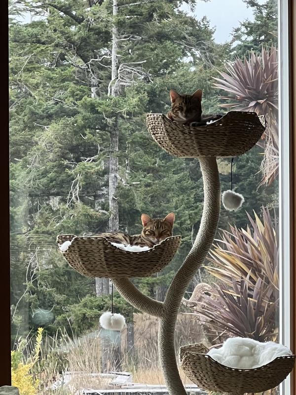 MAU Ivy Cat Tree, White, Large - Chewy.com