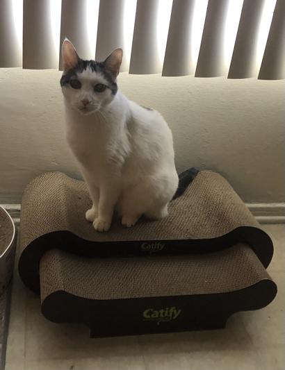 BEST PET SUPPLIES Catify Lounger Cardboard Catnip Scratcher Cat Toy ...