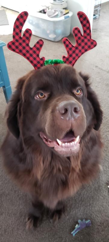 VICTOR Purpose Performance Formula Dry Dog Food, 40-lb bag - Chewy.com