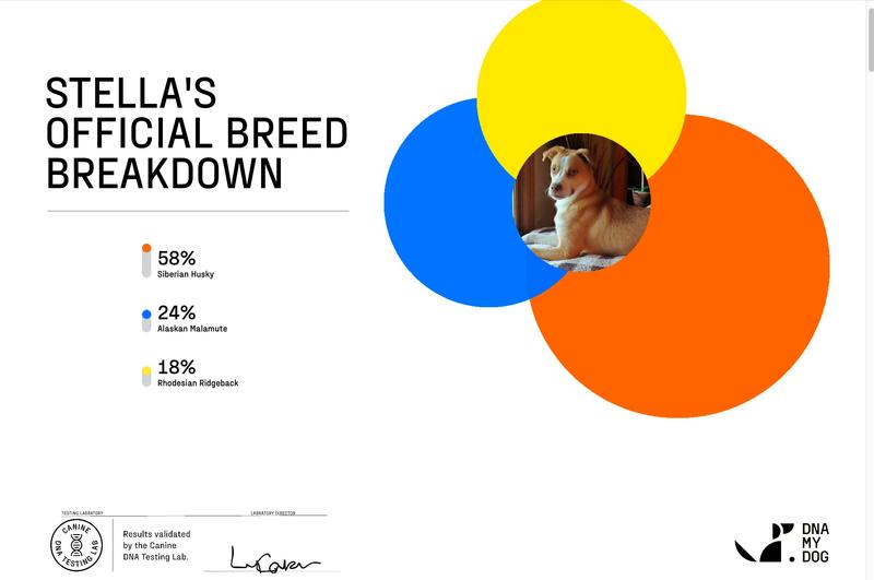 DNA MY DOG Essential Breed Identification Test - Chewy.com