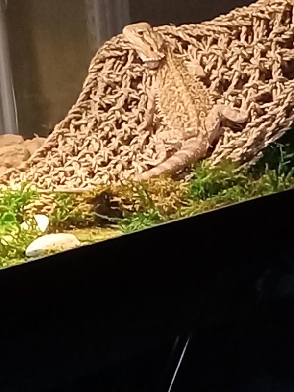 SUNGROW Triangular Silicone Climbing & Basking Lizard & Bearded Dragon ...