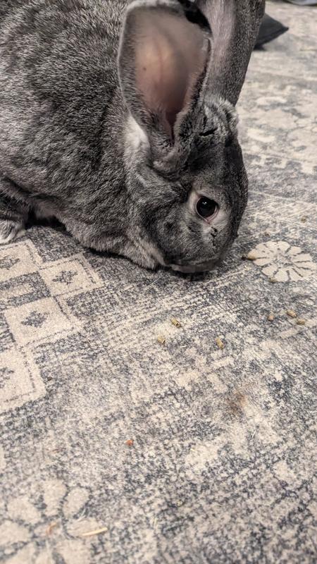 KENT / BLUE SEAL Home Fresh Pro Hutch 16 Pellet Rabbit Food, 25-lb bag ...