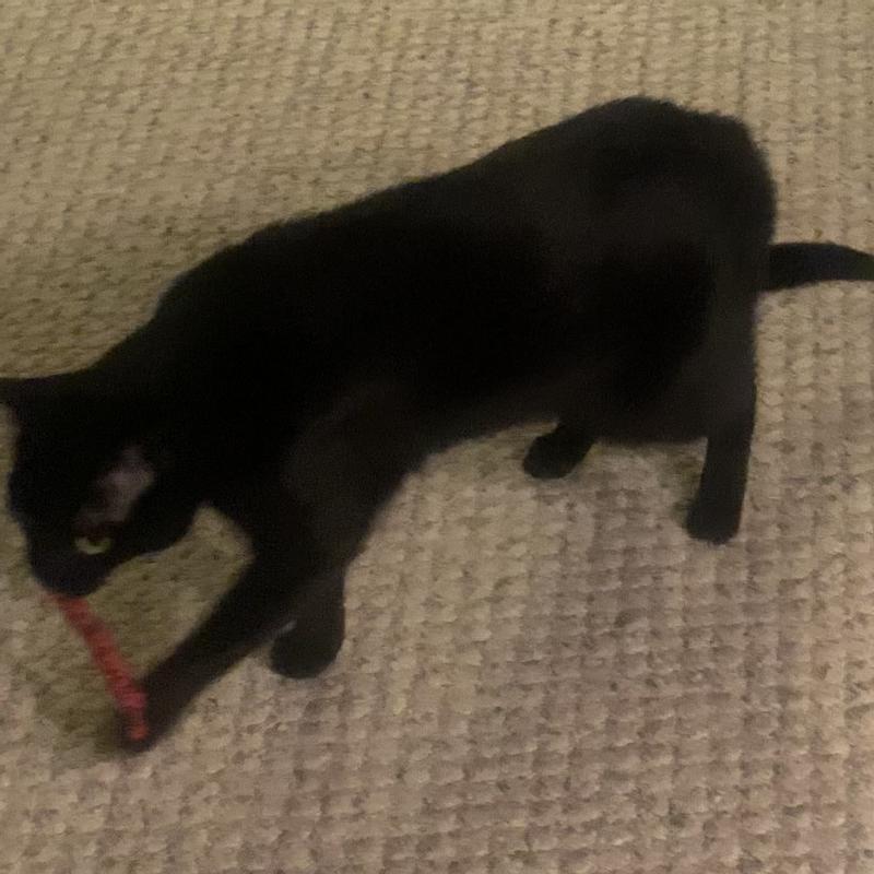 FRISCO Holiday Festive Swatting Spirals Cat Toy, 4 count - Chewy.com