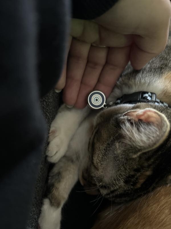 RED DINGO Evil Eye Stainless Steel Personalized Dog & Cat ID Tag, Small ...