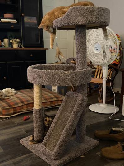 FRISCO 44-in Real Carpet Cat Tree with Replaceable Corrugate Scratcher ...