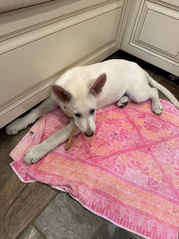 BONES & CHEWS 6" Slim Bully Sticks, 6 count - Chewy.com