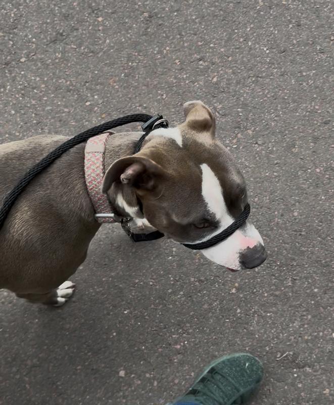 HEATHER'S HEROES The Sidekick Transitional Dog Training Leash, Blue ...
