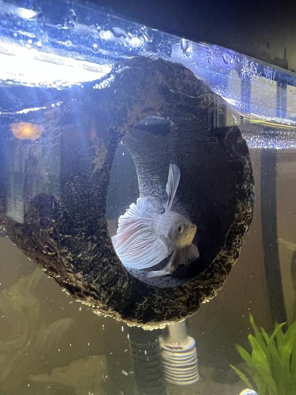 ZOO MED Floating Betta Log - Chewy.com