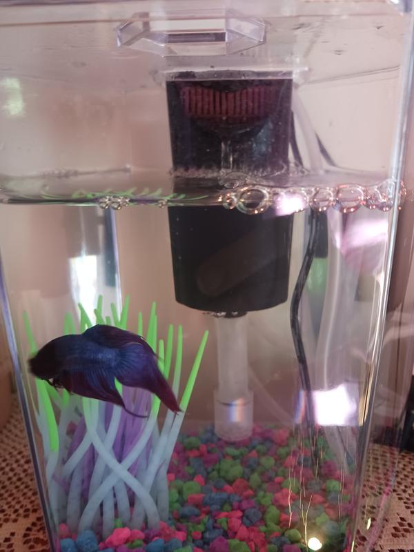 TETRA BettaMin Tropical Medley Color Enhancing Fish Food, .81-oz jar ...