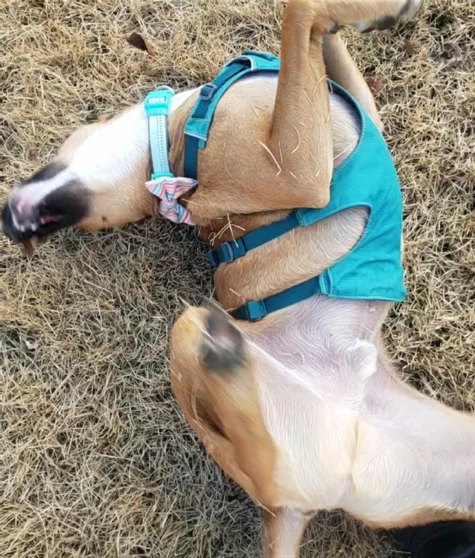 RUFFWEAR Flagline Front-Clip Dog Harness, Alpenglow Pink, X-Small: 17 ...